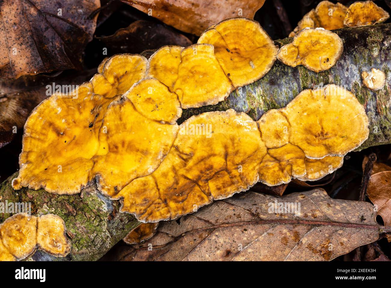 Family stereaceae hi-res stock photography and images - Alamy