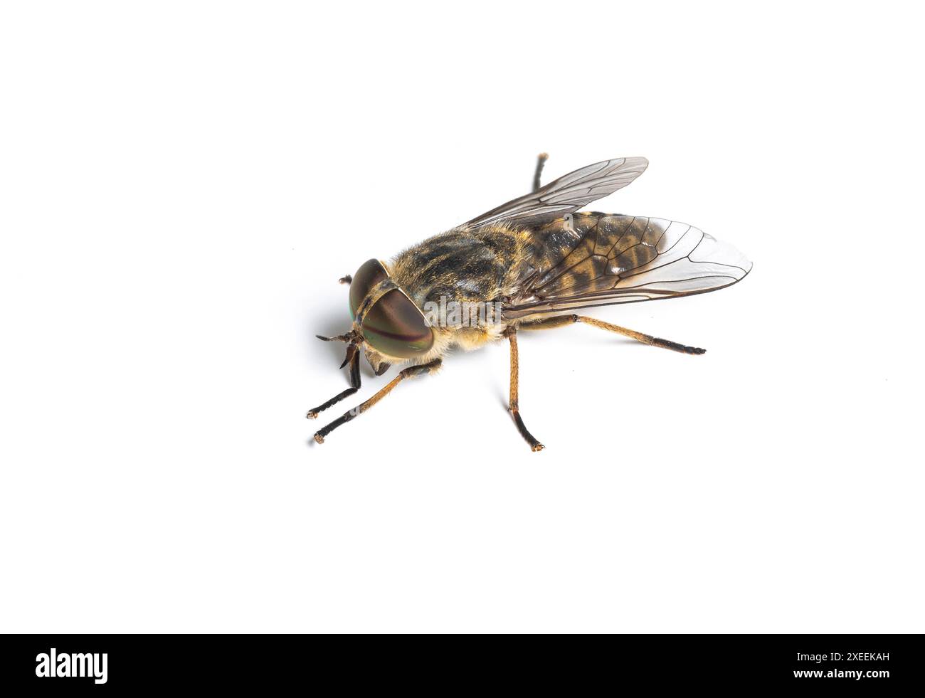 Female Band-eyed Brown Horsefly, Tabanus bromius, Catbrook, Monmouthire ...