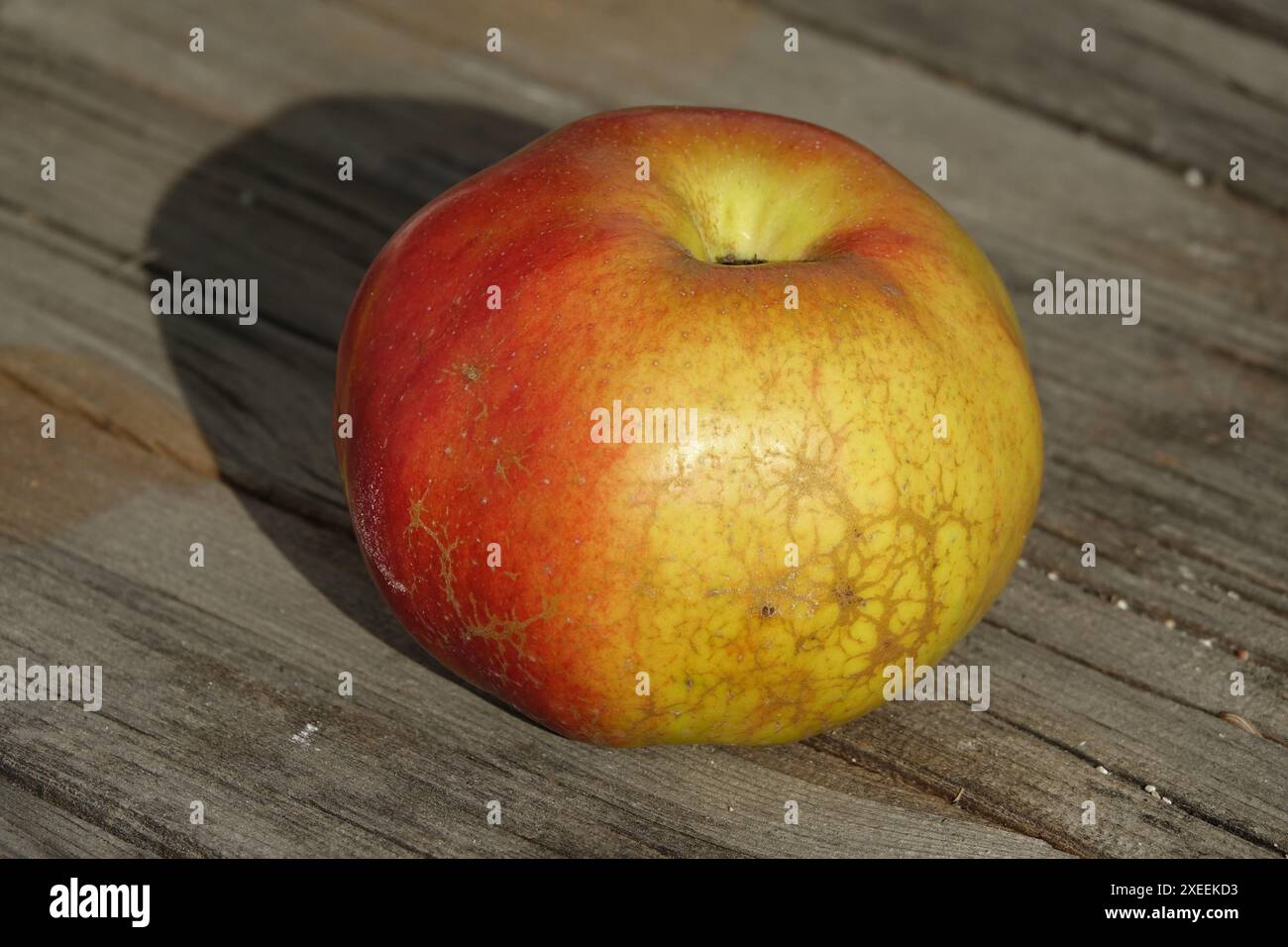 Callus plant hi-res stock photography and images - Alamy