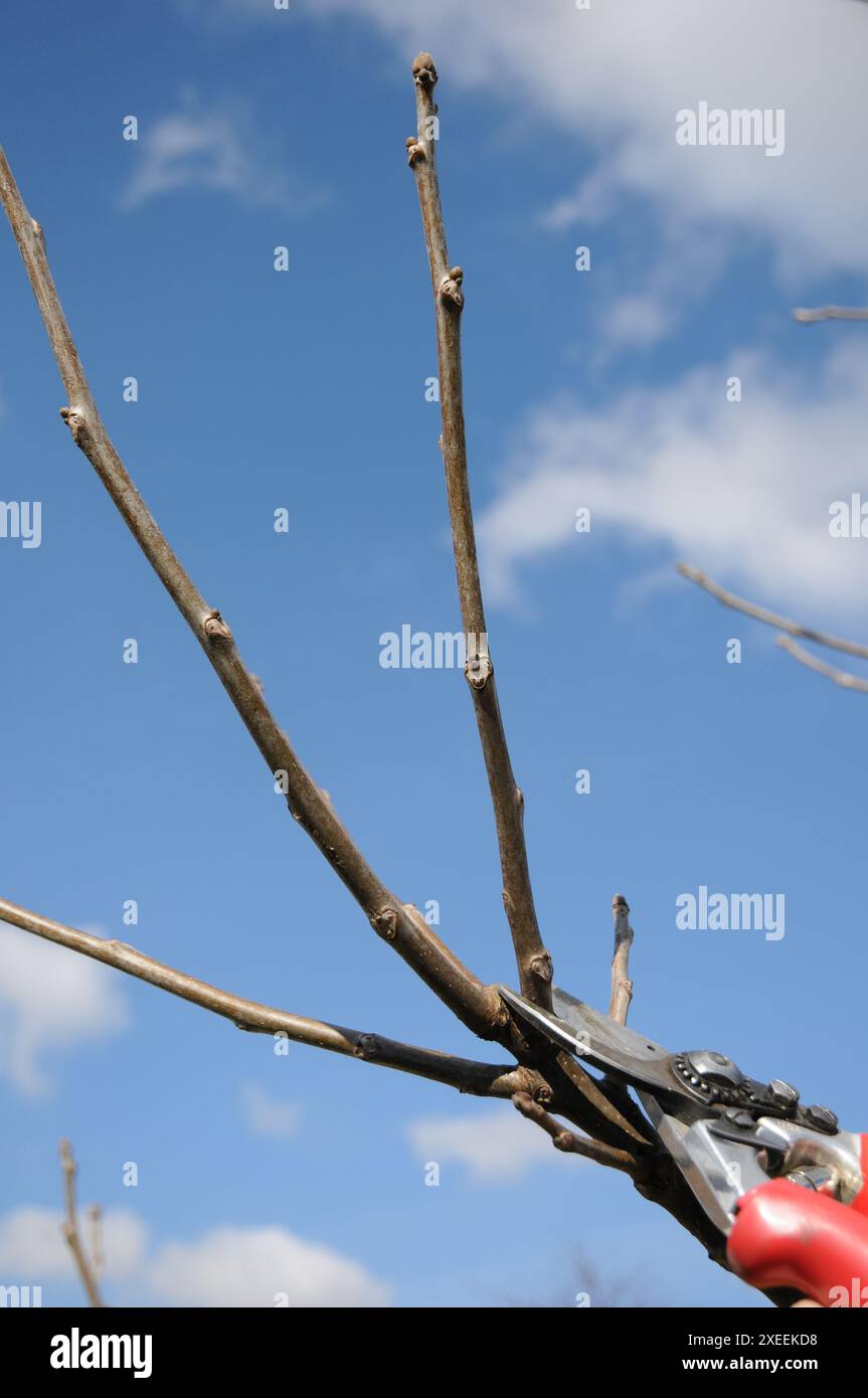 Juglans regia, walnut, young tree, pruning Stock Photo - Alamy