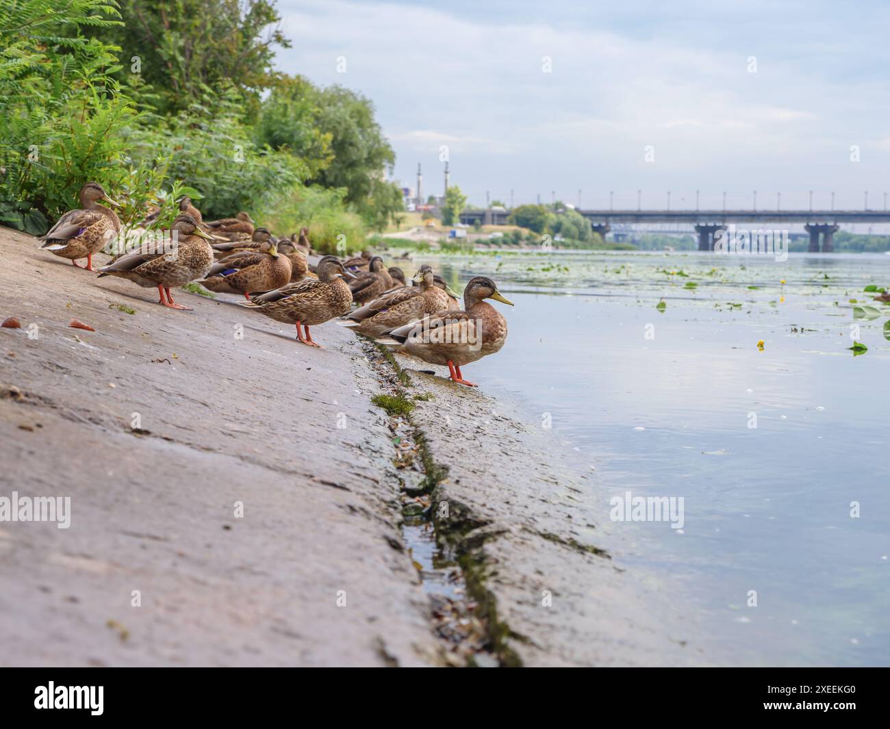 Line of trees on canal bank hi-res stock photography and images - Alamy