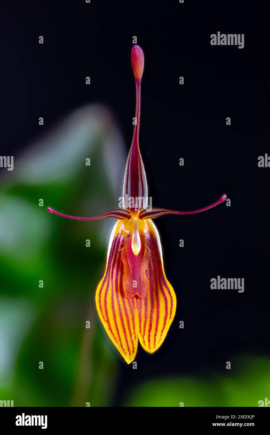 Restrepia brachypus, a cool-growing miniature orchid from northern ...