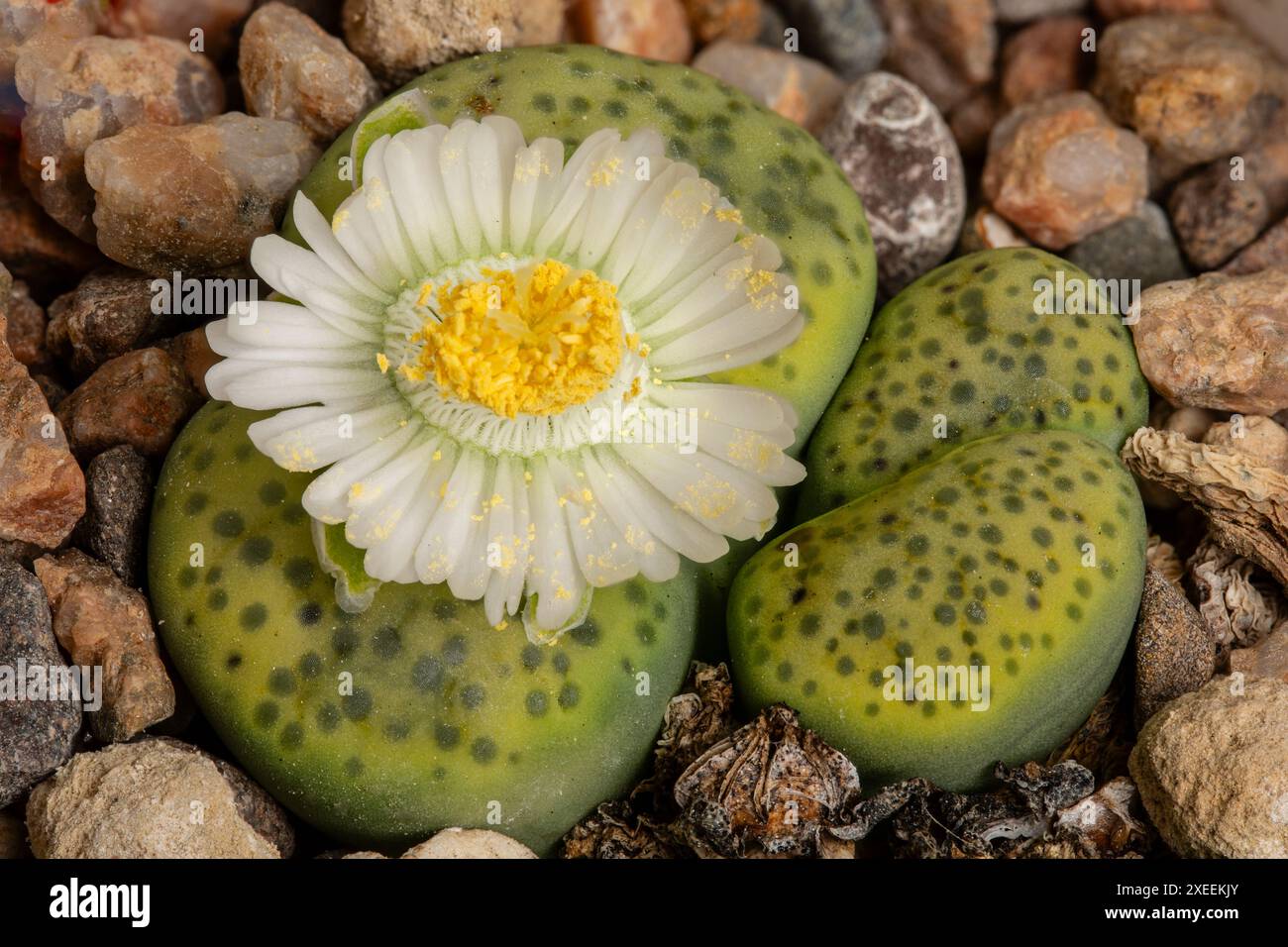 Lithops fulviceps aurea hi-res stock photography and images - Alamy