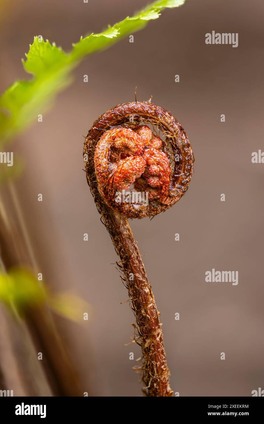 Copper Shield Fern, Dryopteris erythrosora, uncurling frond. In ...