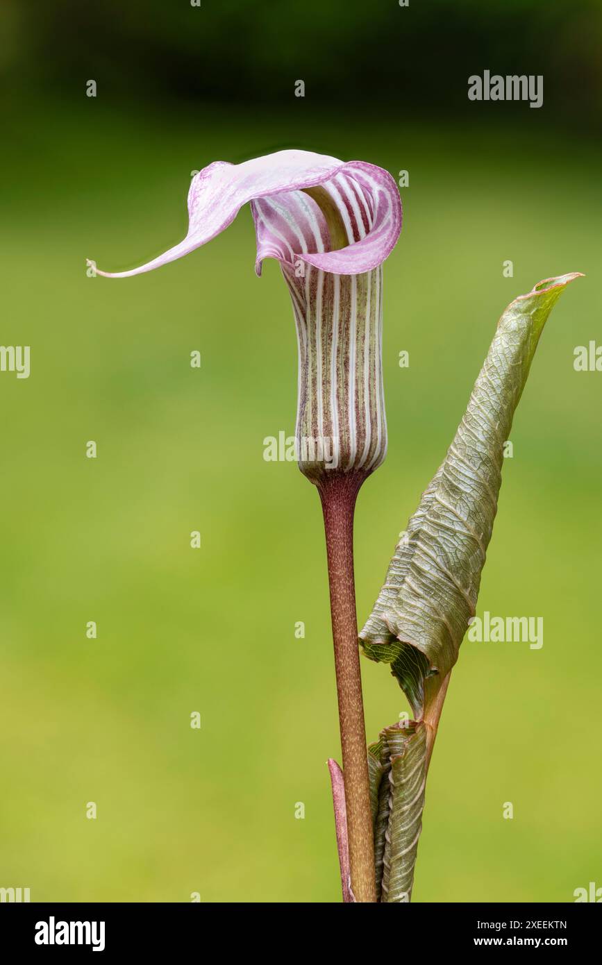 White cobra lily hi-res stock photography and images - Alamy