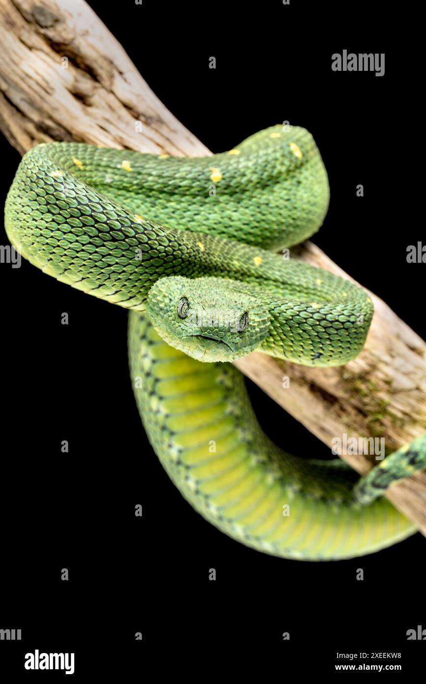 Green Bush Viper, Atheris chlorechis. Captive. Native to West Africa ...