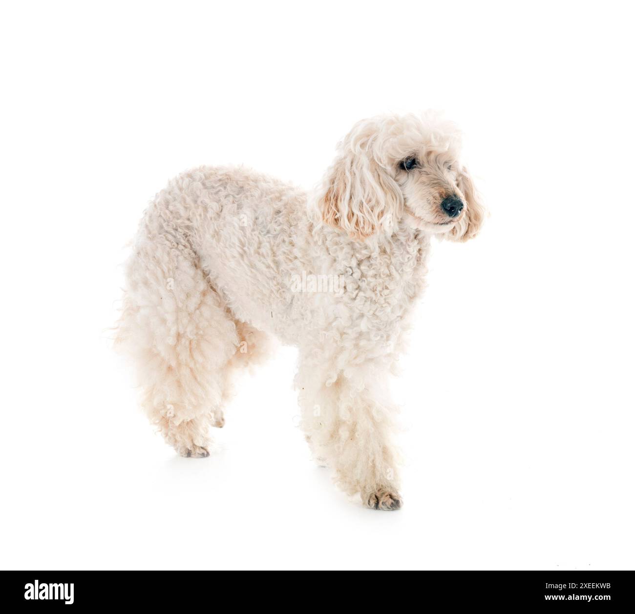 white, poodle in front of white background Stock Photo - Alamy