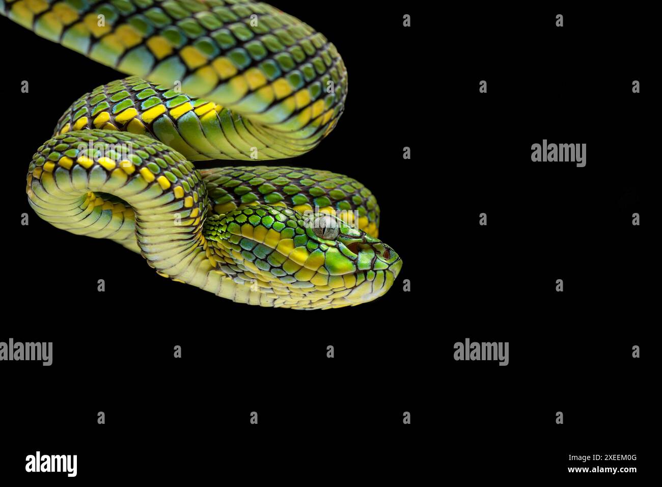 Pit viper of philippines hi-res stock photography and images - Alamy