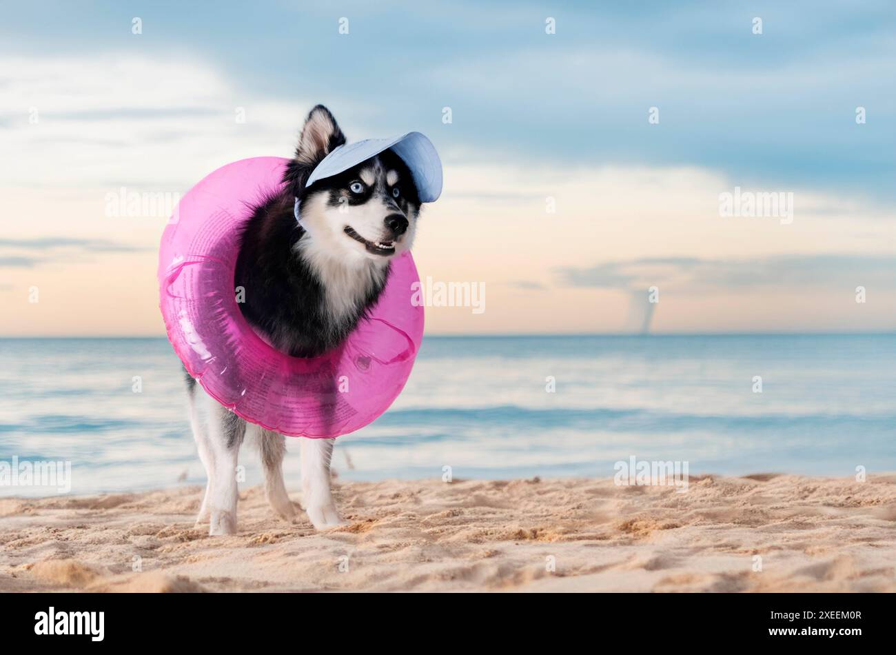 picture of a pomsky in front of white background Stock Photo - Alamy