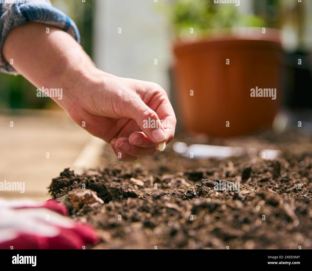 Close Up Of Woman Gardening Planting Seed In Greenhouse Stock Photo - Alamy