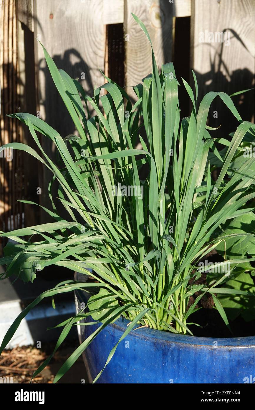Triticum aestivum, wheat Stock Photo - Alamy