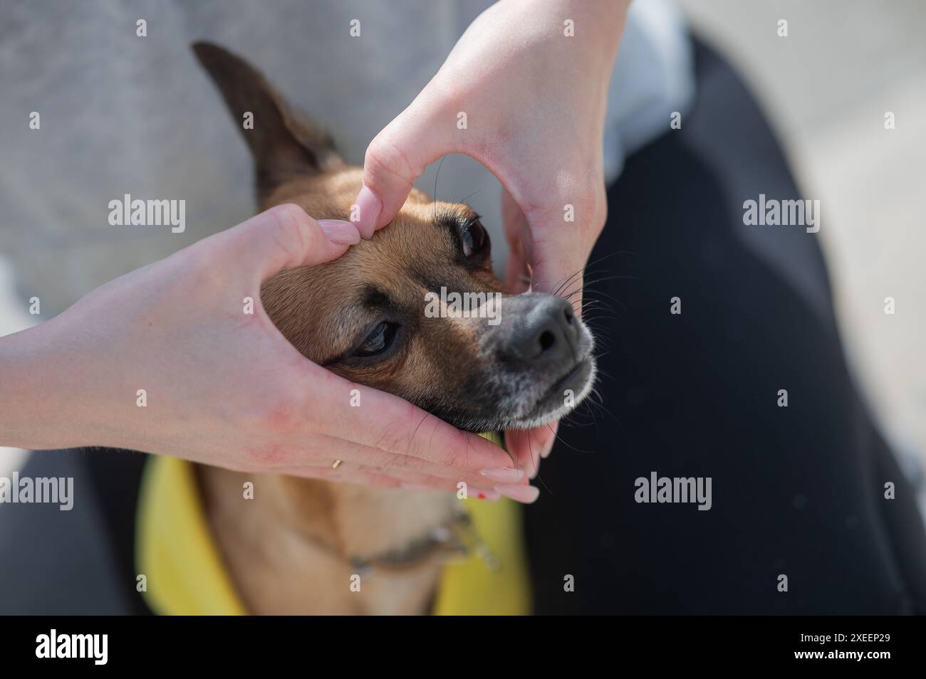 The owner holds her hands in the shape of a heart on the muzzle of the ...