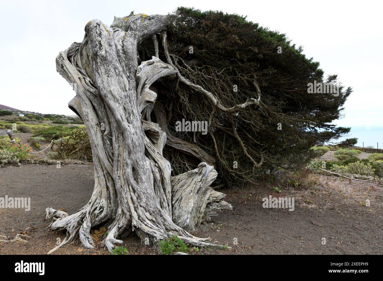 Sabina de Canarias (Juniperus turbinata canariensis) is an evergreen ...