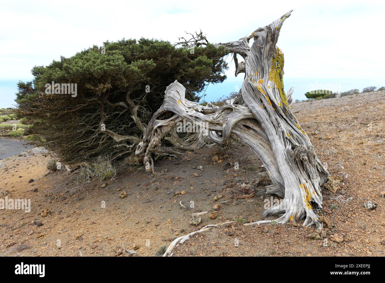 Sabina de Canarias (Juniperus turbinata canariensis) is an evergreen ...