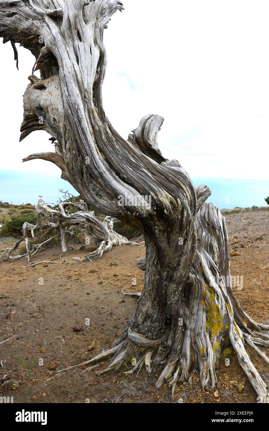 Sabina de Canarias (Juniperus turbinata canariensis) is an evergreen ...
