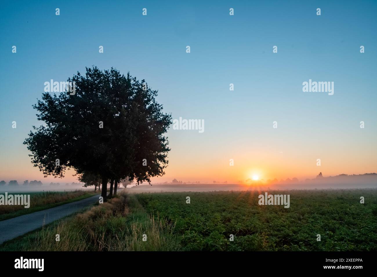 Misty Dawn Over Fields with Sunburst and Trees Stock Photo - Alamy