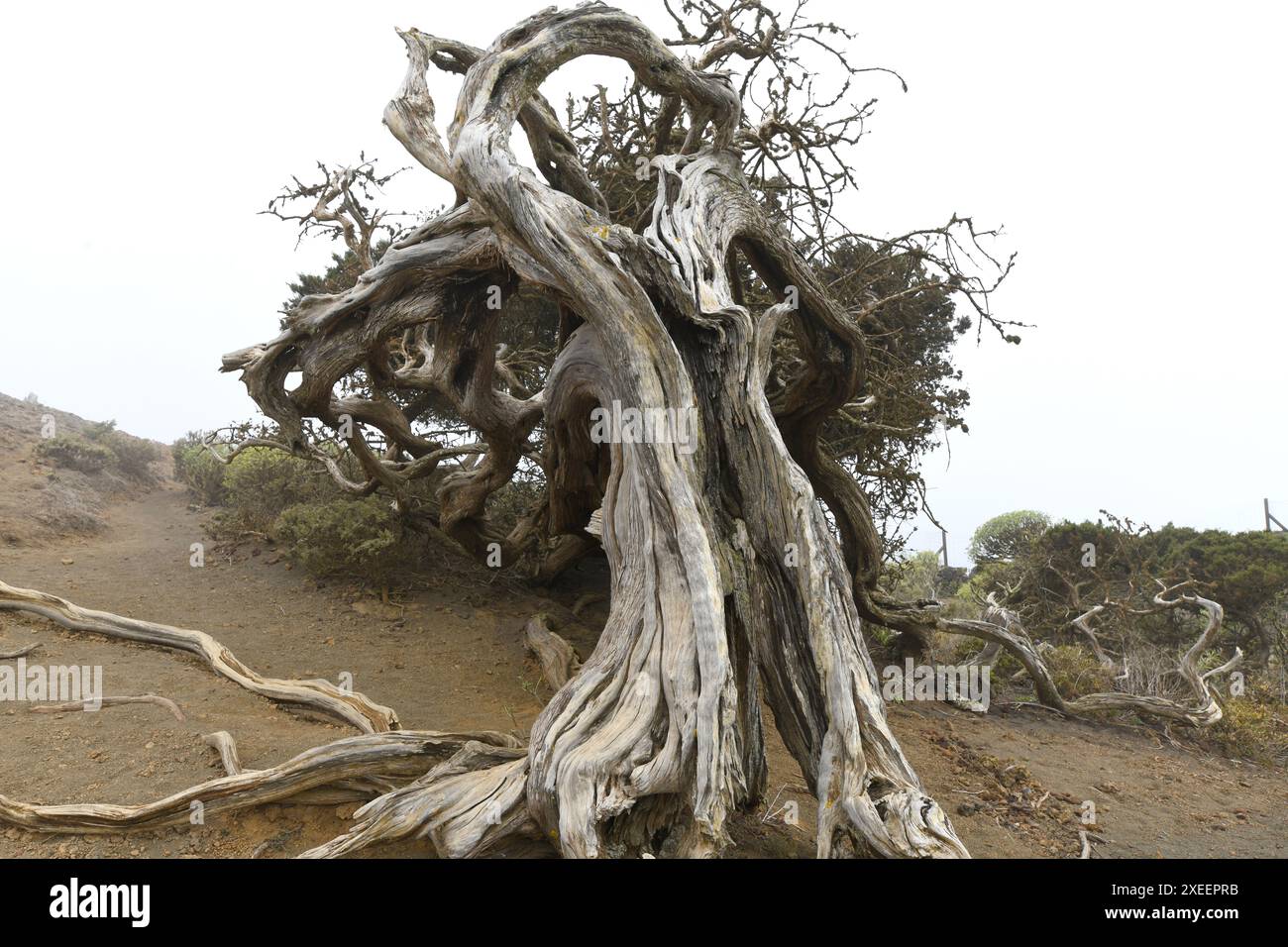 Sabina de Canarias (Juniperus turbinata canariensis) is an evergreen ...