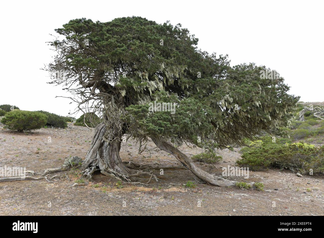 Sabina de Canarias (Juniperus turbinata canariensis) is an evergreen ...