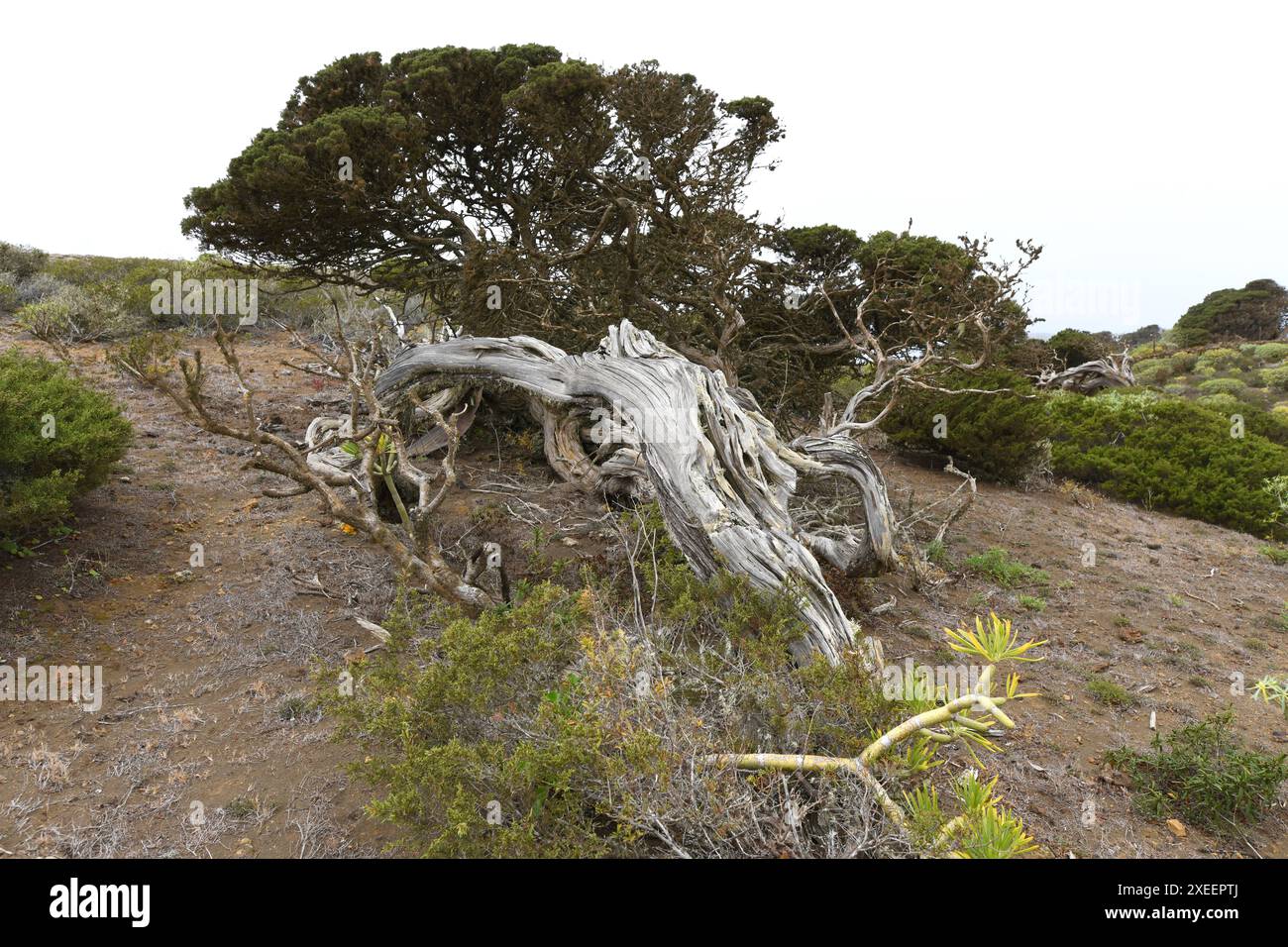 Sabina de Canarias (Juniperus turbinata canariensis) is an evergreen ...
