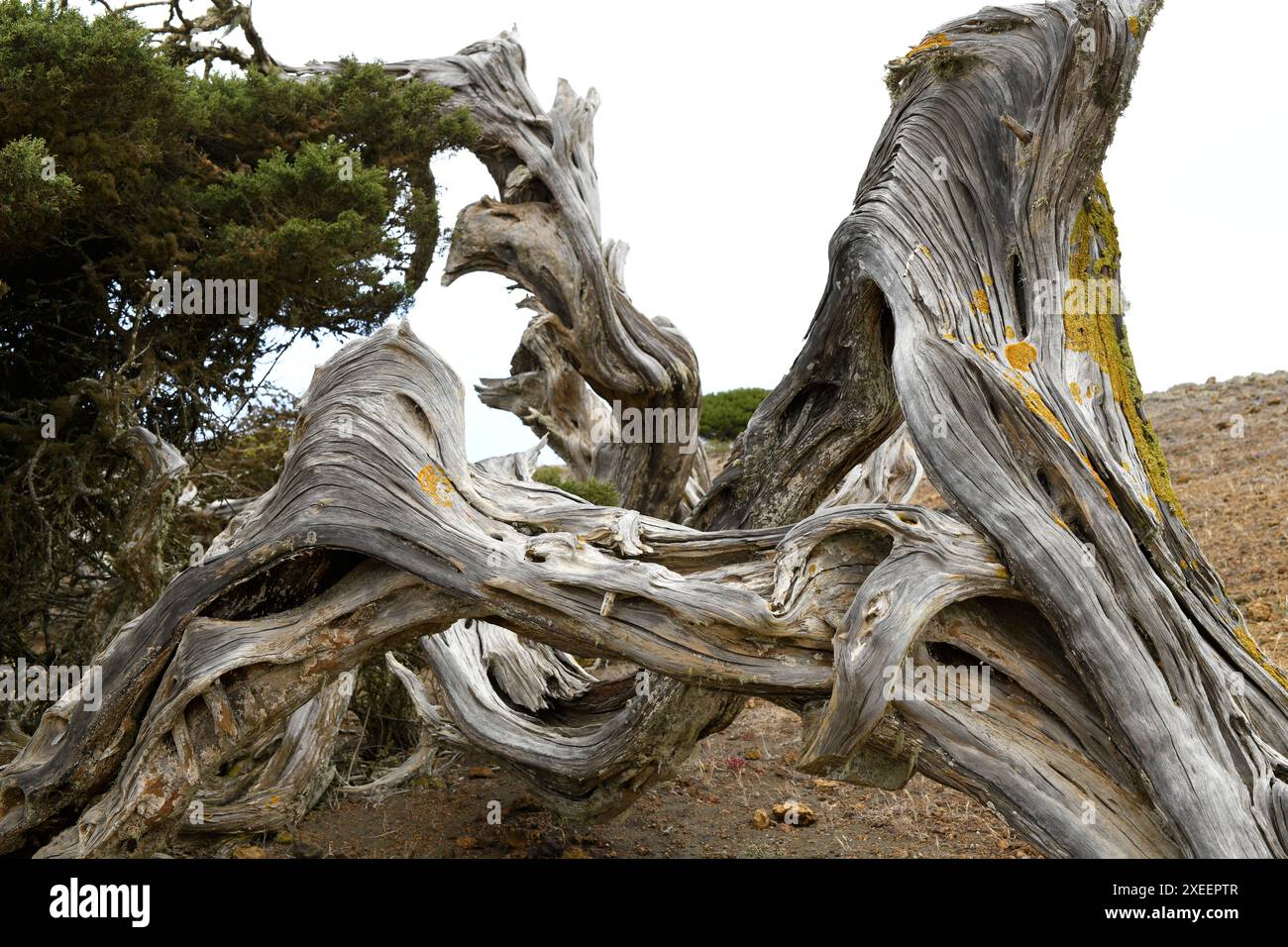 Sabina de Canarias (Juniperus turbinata canariensis) is an evergreen ...