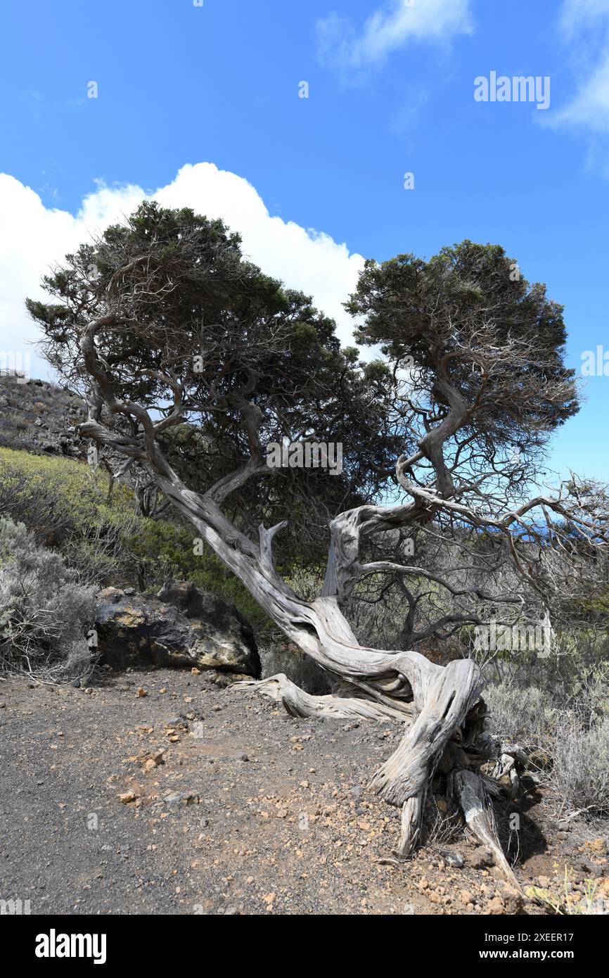 Sabinar seco hi-res stock photography and images - Alamy