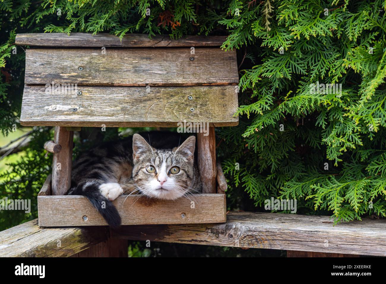 Cat hidden in the birdhouse Stock Photo - Alamy