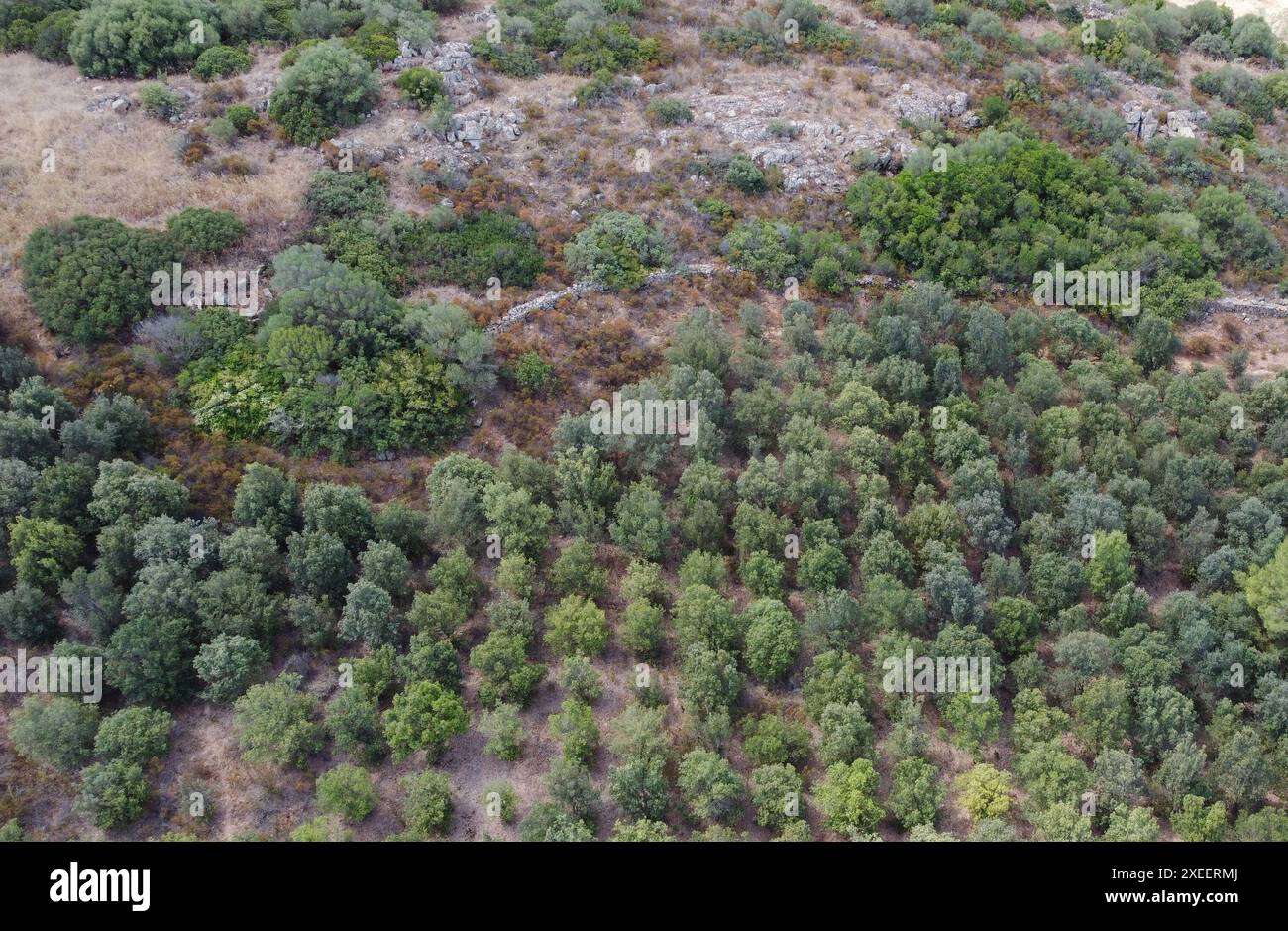 Mediterranean scrub aerial view summer vegetation Stock Photo - Alamy