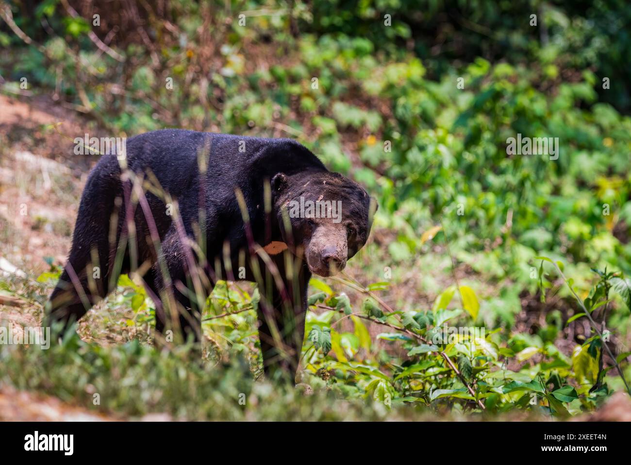Malayan Sun Bear is the smallest bear in the world Stock Photo - Alamy