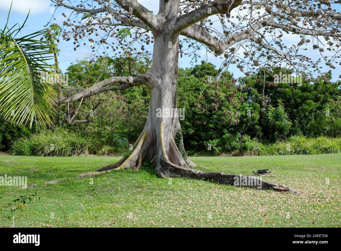Large tropical tree Stock Photo - Alamy
