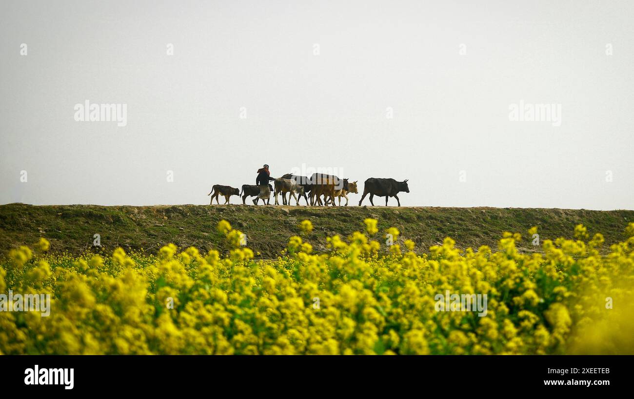 Grazing cattle of old man Stock Photo - Alamy