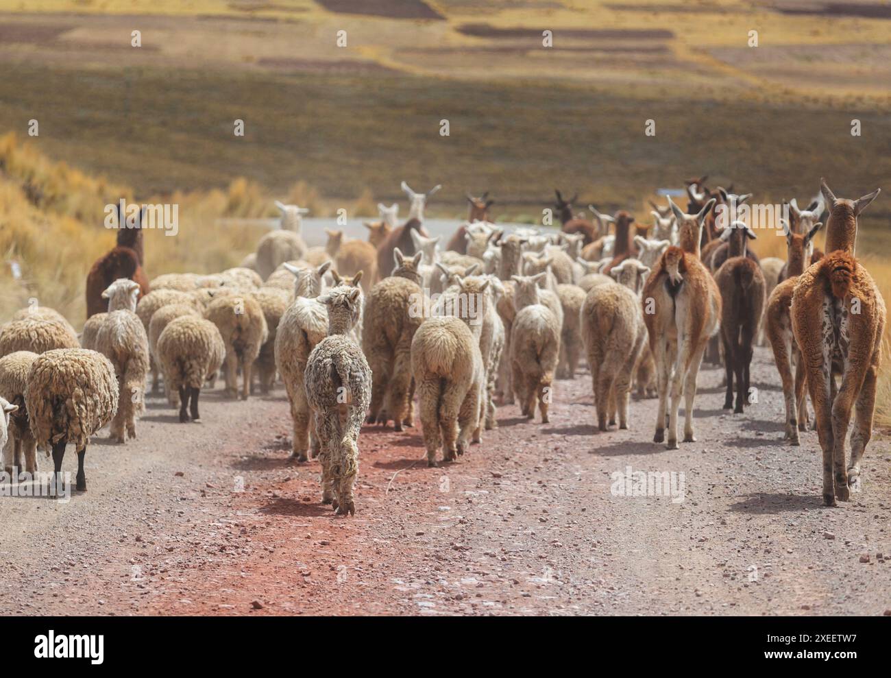 Llamas in the Peruvian Andes Stock Photo - Alamy