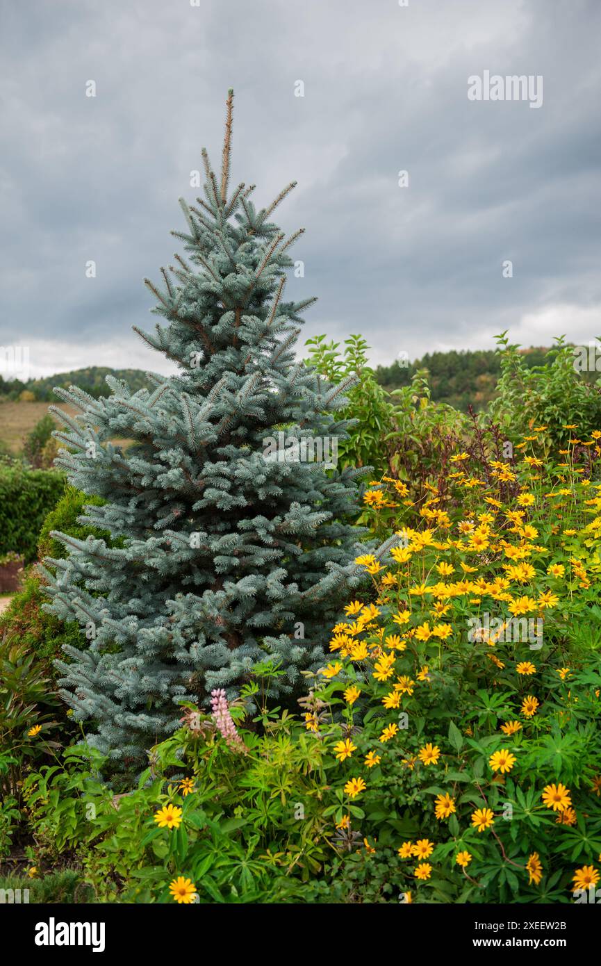Growing blue Picea glauca Stock Photo - Alamy