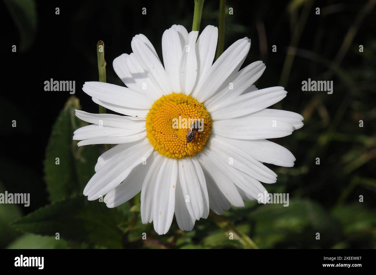 Copenhagen/ Denmark/27 june 2024/Daisy flowers in nature on road side ...