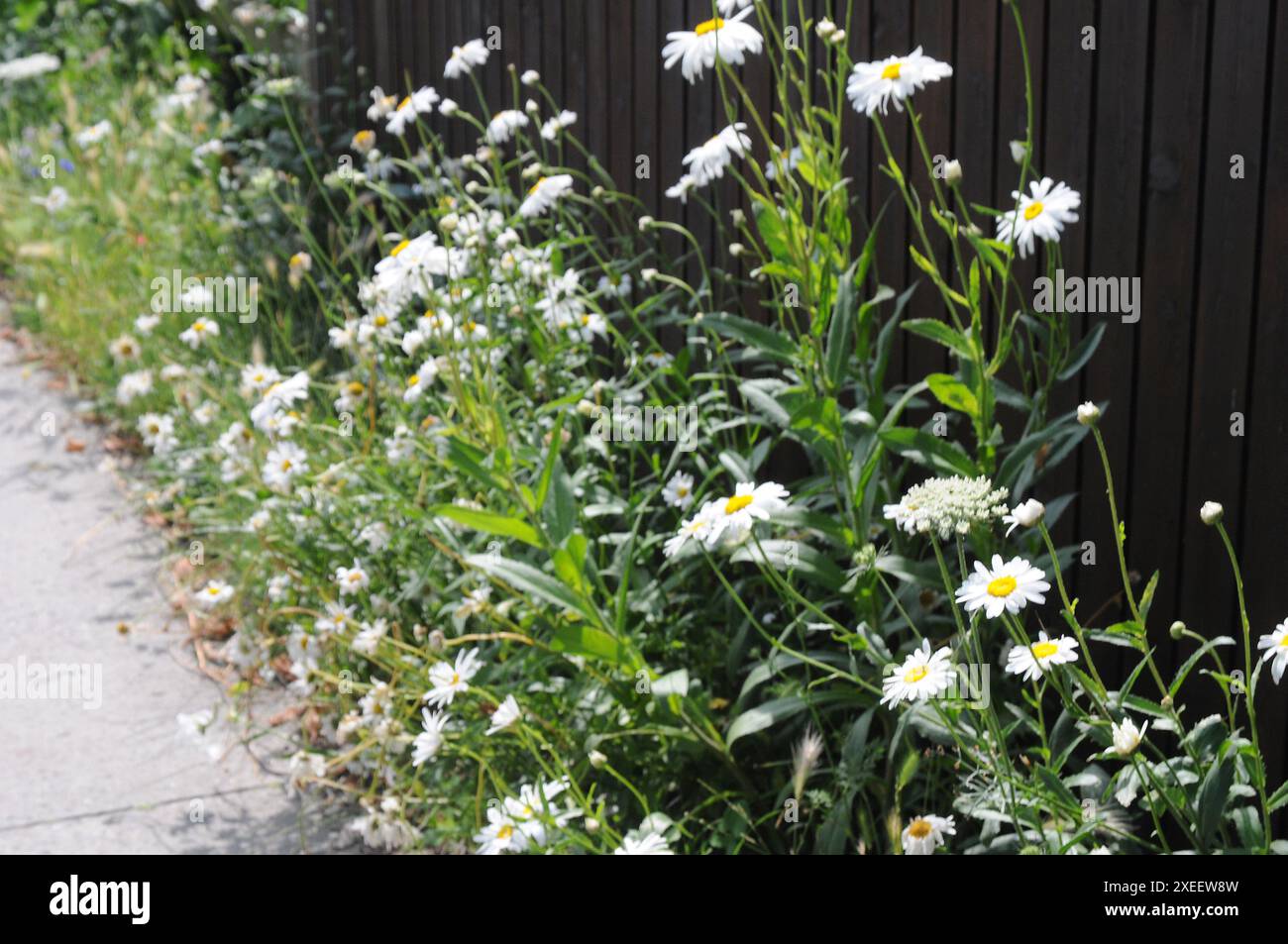 Copenhagen/ Denmark/27 june 2024/Daisy flowers in nature on road side ...
