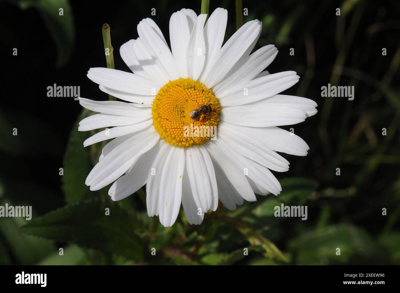 Copenhagen/ Denmark/27 june 2024/Daisy flowers in nature on road side ...