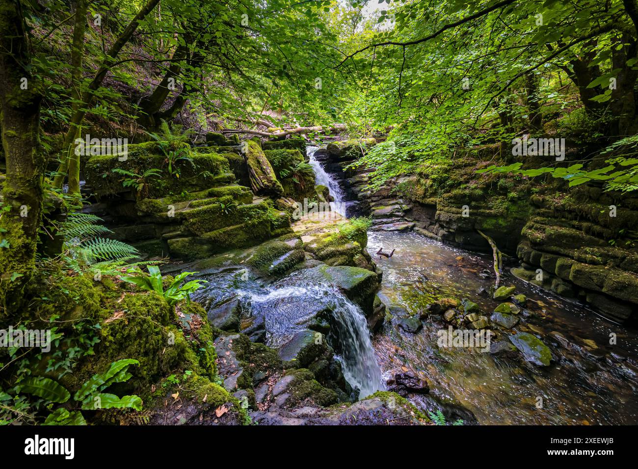 Small cascades in a deep, narrow gorge surrounded by Beech forest ...