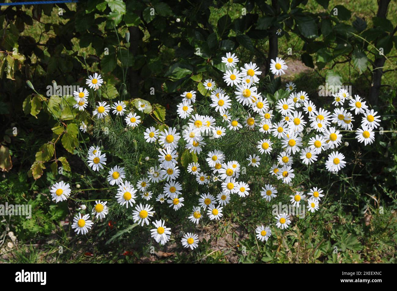 Copenhagen/ Denmark/27 june 2024/Daisy flowers in nature on road side ...