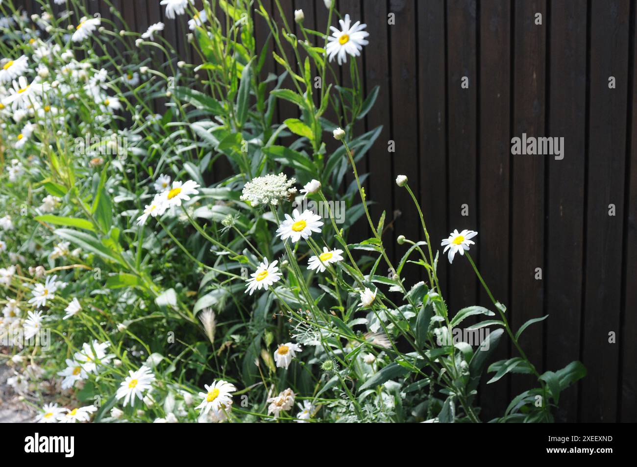 Copenhagen/ Denmark/27 june 2024/Daisy flowers in nature on road side ...