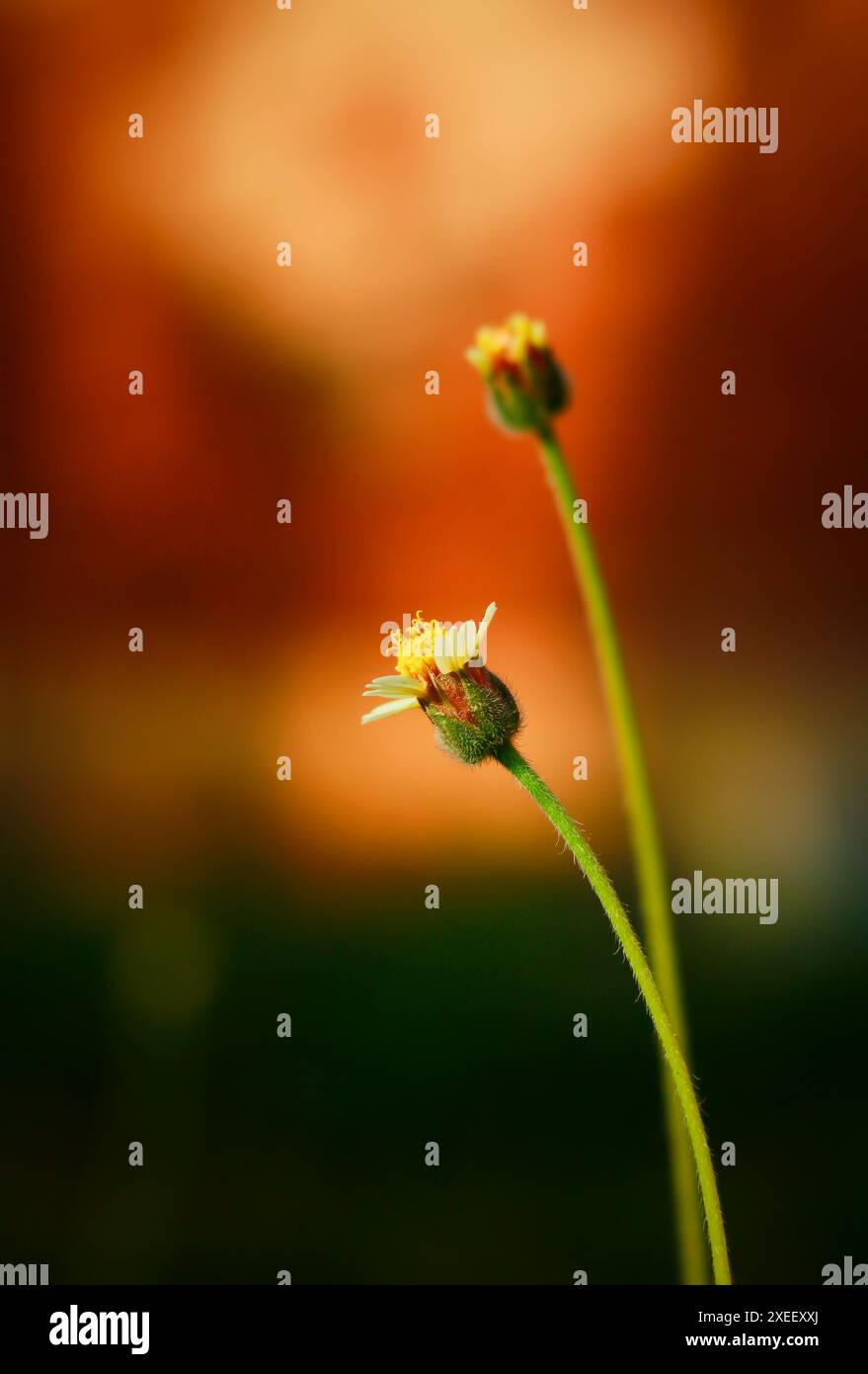 Yellow coatbutton flower hi-res stock photography and images - Alamy