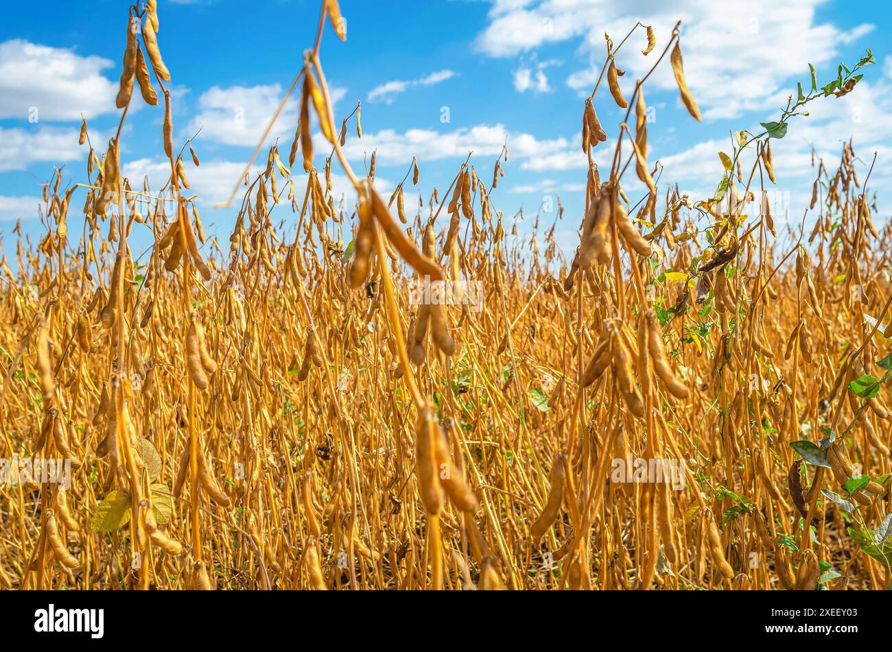 Soybean field stalk hi-res stock photography and images - Alamy