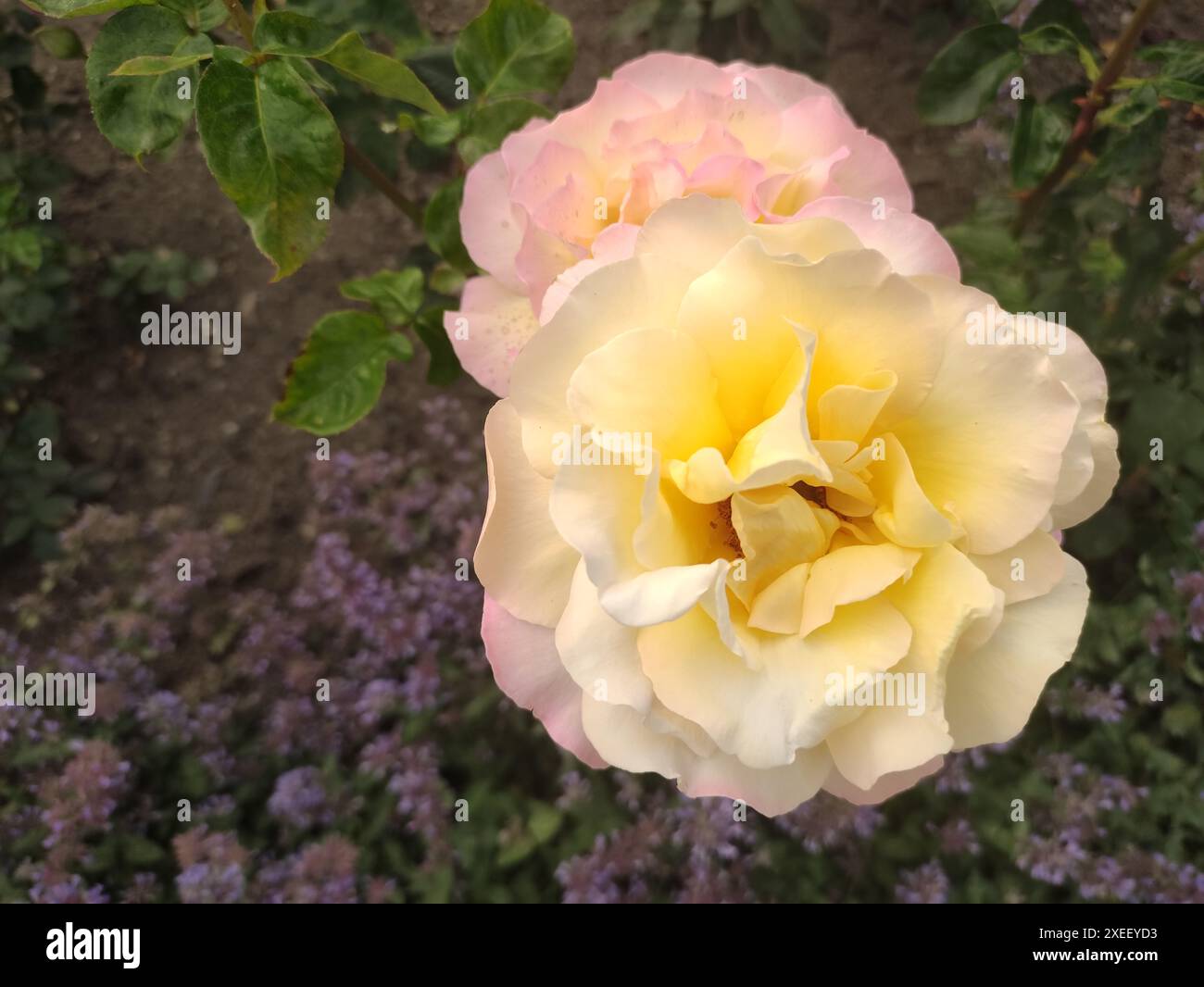 Cream rose in bloom hi-res stock photography and images - Alamy