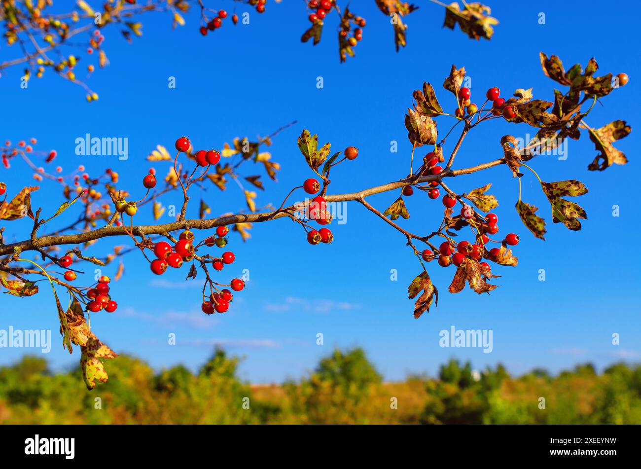 Red ripe hawthorn berries on branches. Medicinal plants. Treatment of ...