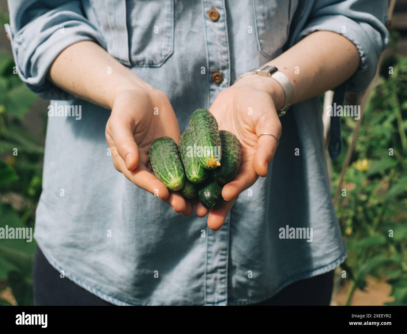 In female hands green cucumbers hi-res stock photography and images - Alamy