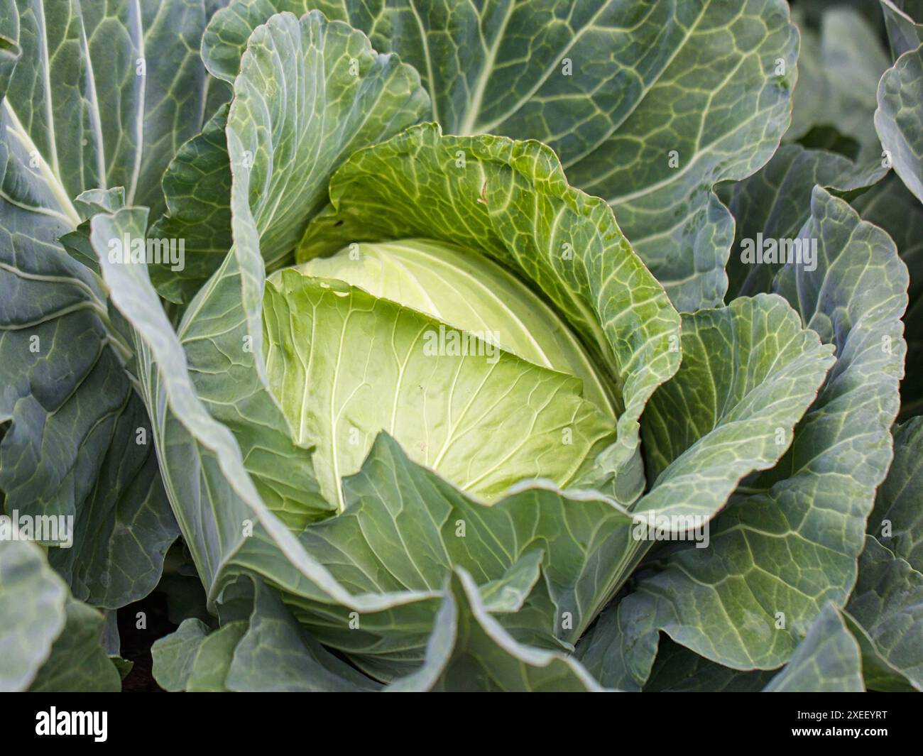 Farm fresh leafy greens hi-res stock photography and images - Alamy
