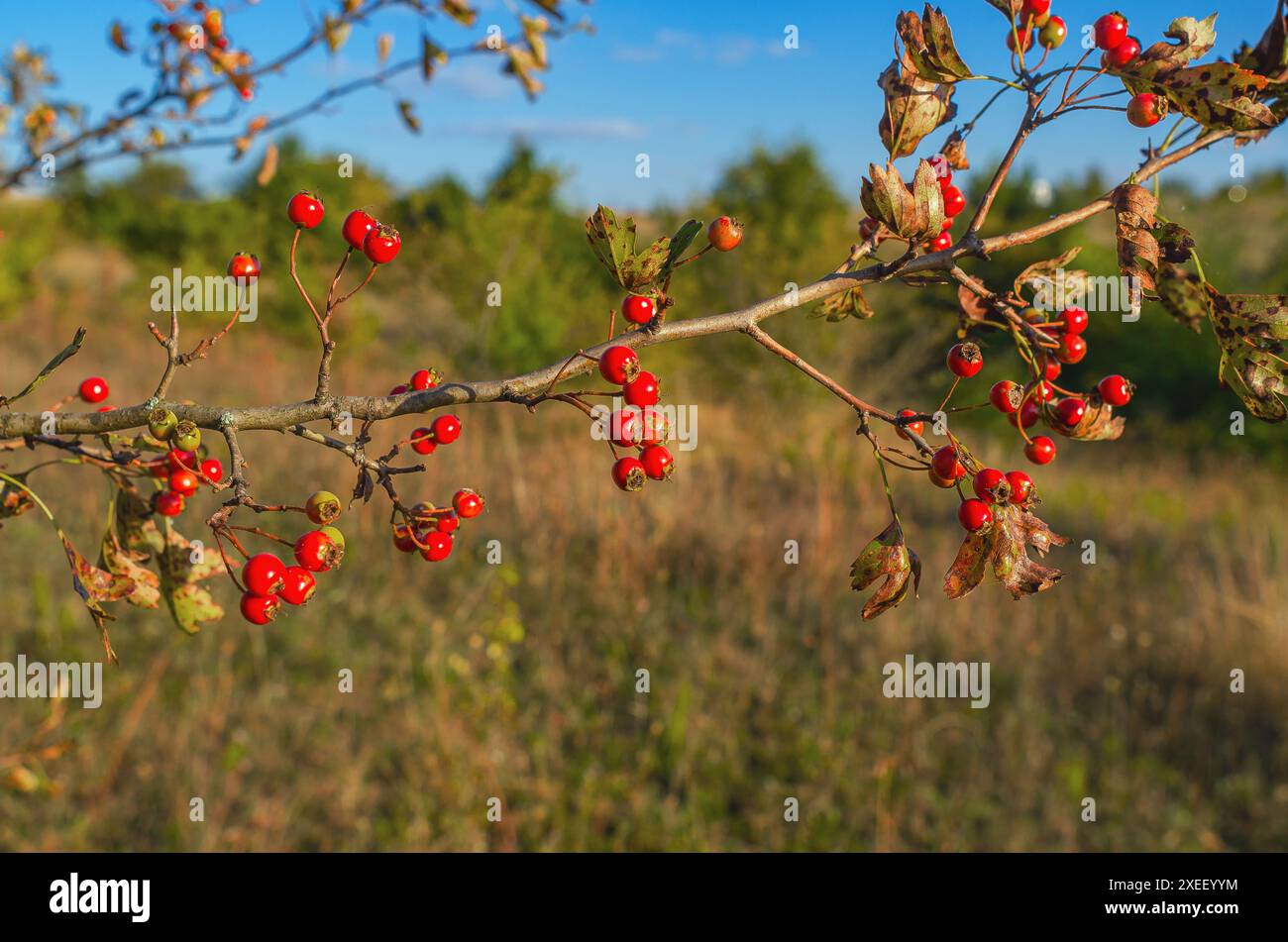 Red ripe hawthorn berries on branches. Medicinal plants. Treatment of ...