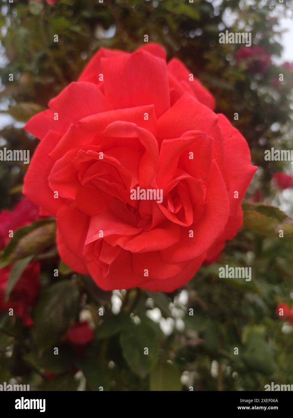 A close-up of a single red rose in full bloom, surrounded by green ...