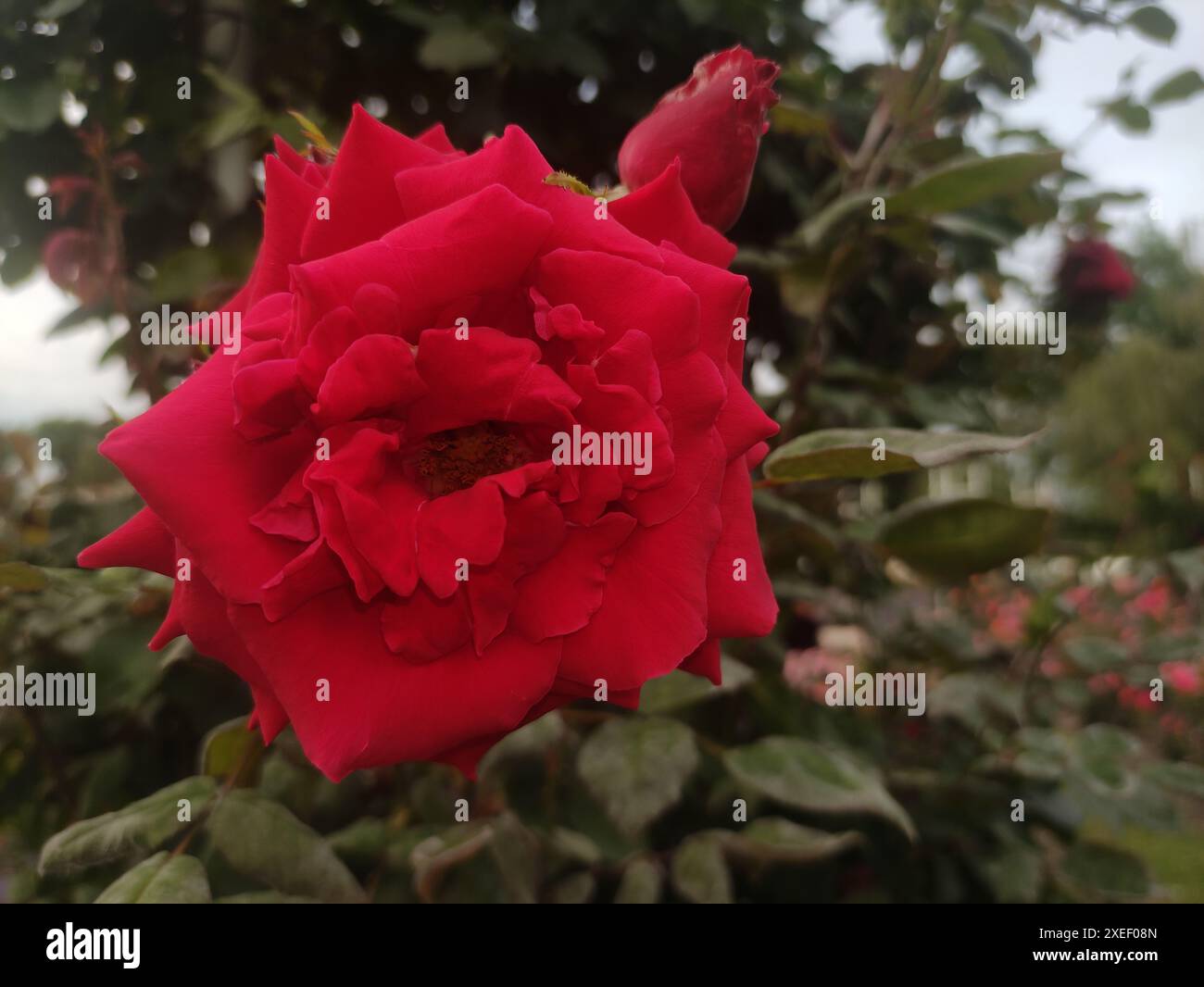 Close-up of a single, fully bloomed red rose Stock Photo - Alamy