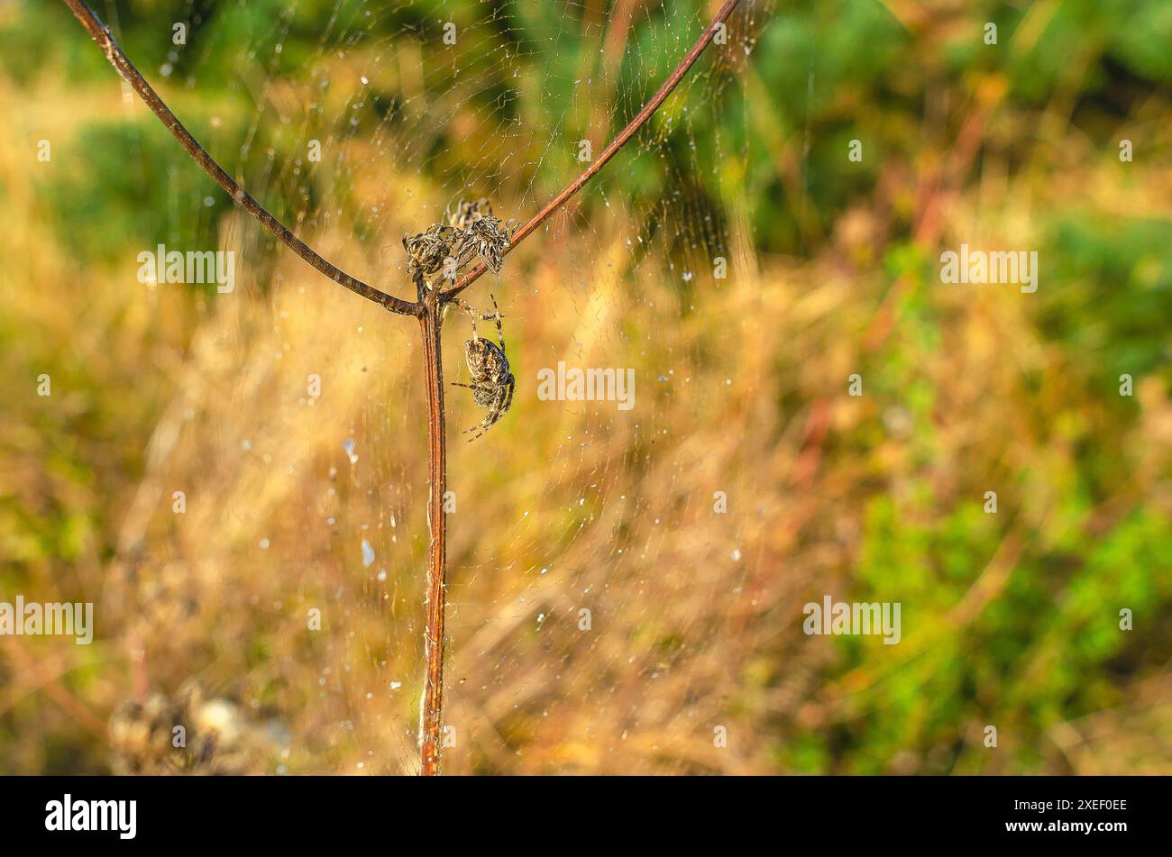 Spider spider sits on web between dry stems Stock Photo - Alamy