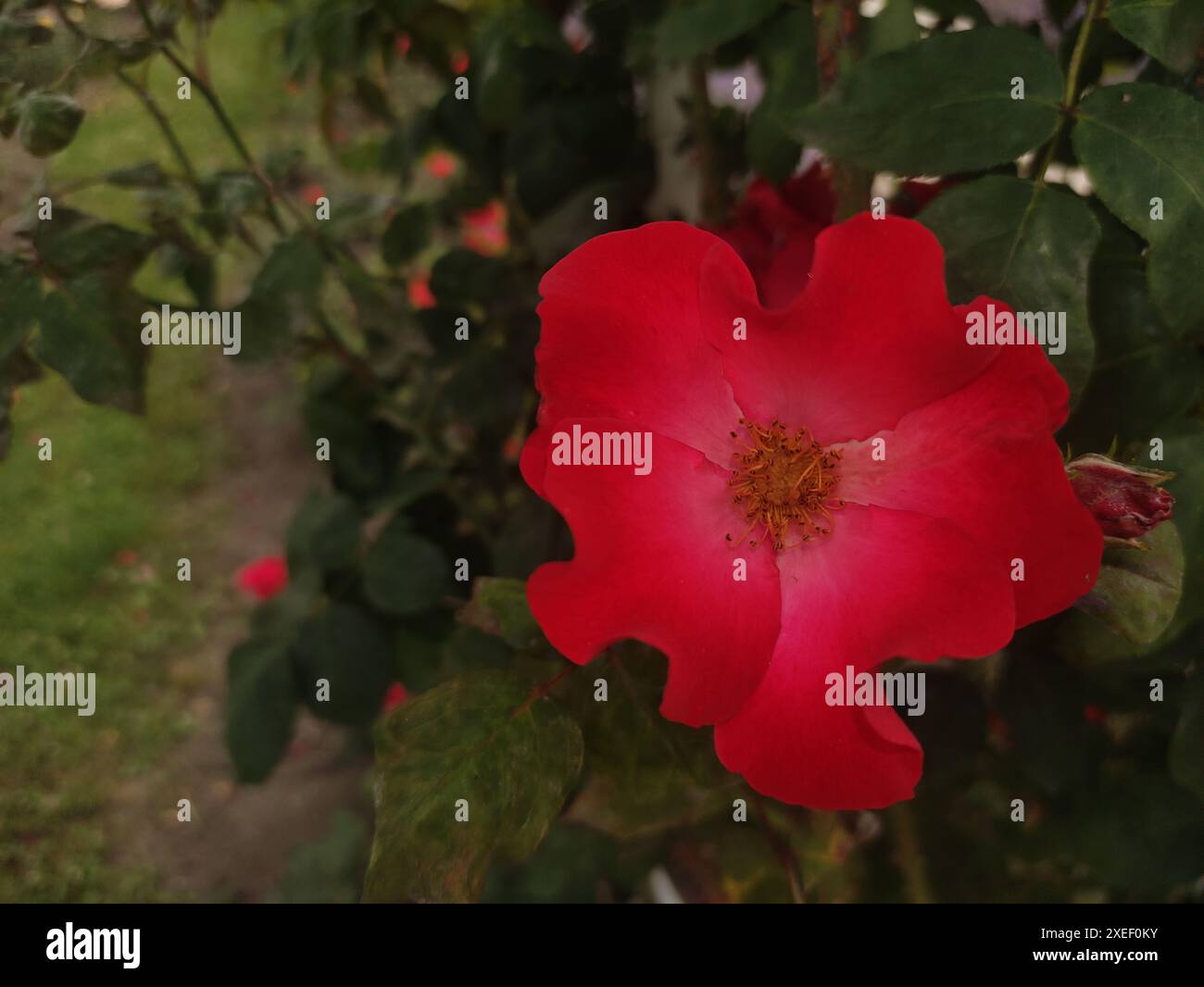 A single red rose in full bloom with a slightly pink center Stock Photo ...