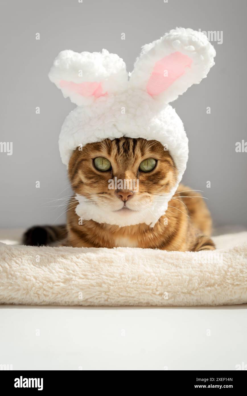 Cat wearing bunny costume hi-res stock photography and images - Alamy